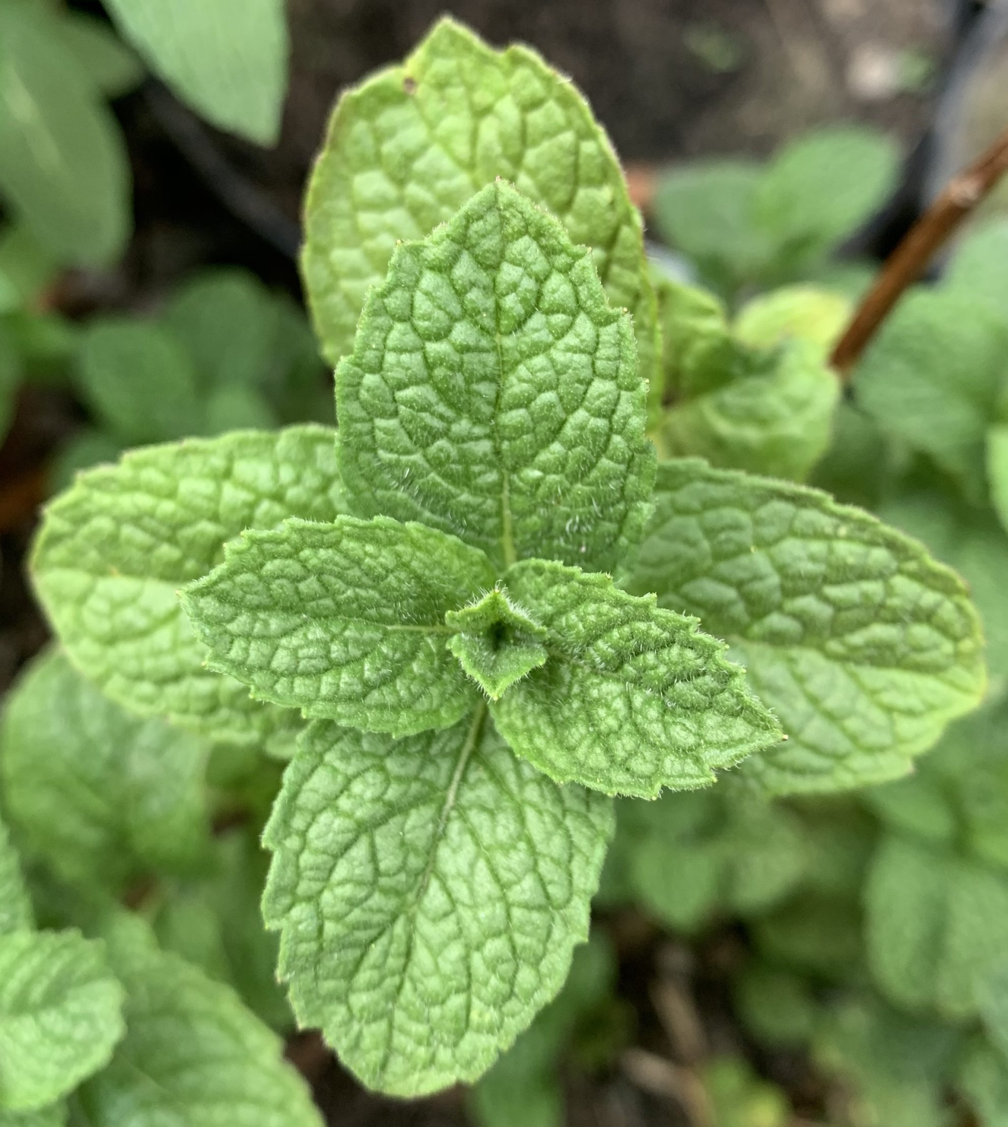 English Lamb Mint – Mintopia