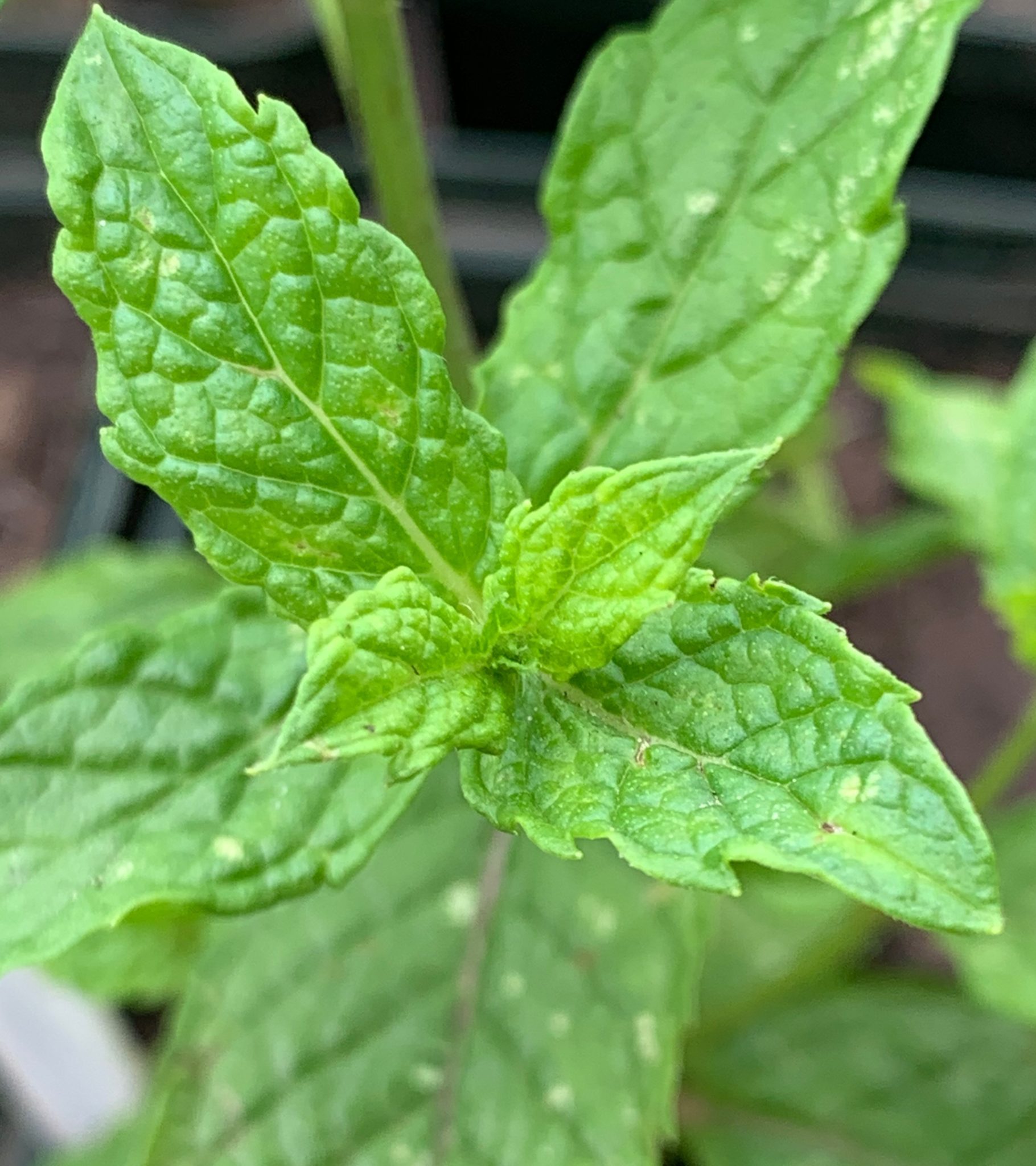 Moroccan Mint – Mintopia