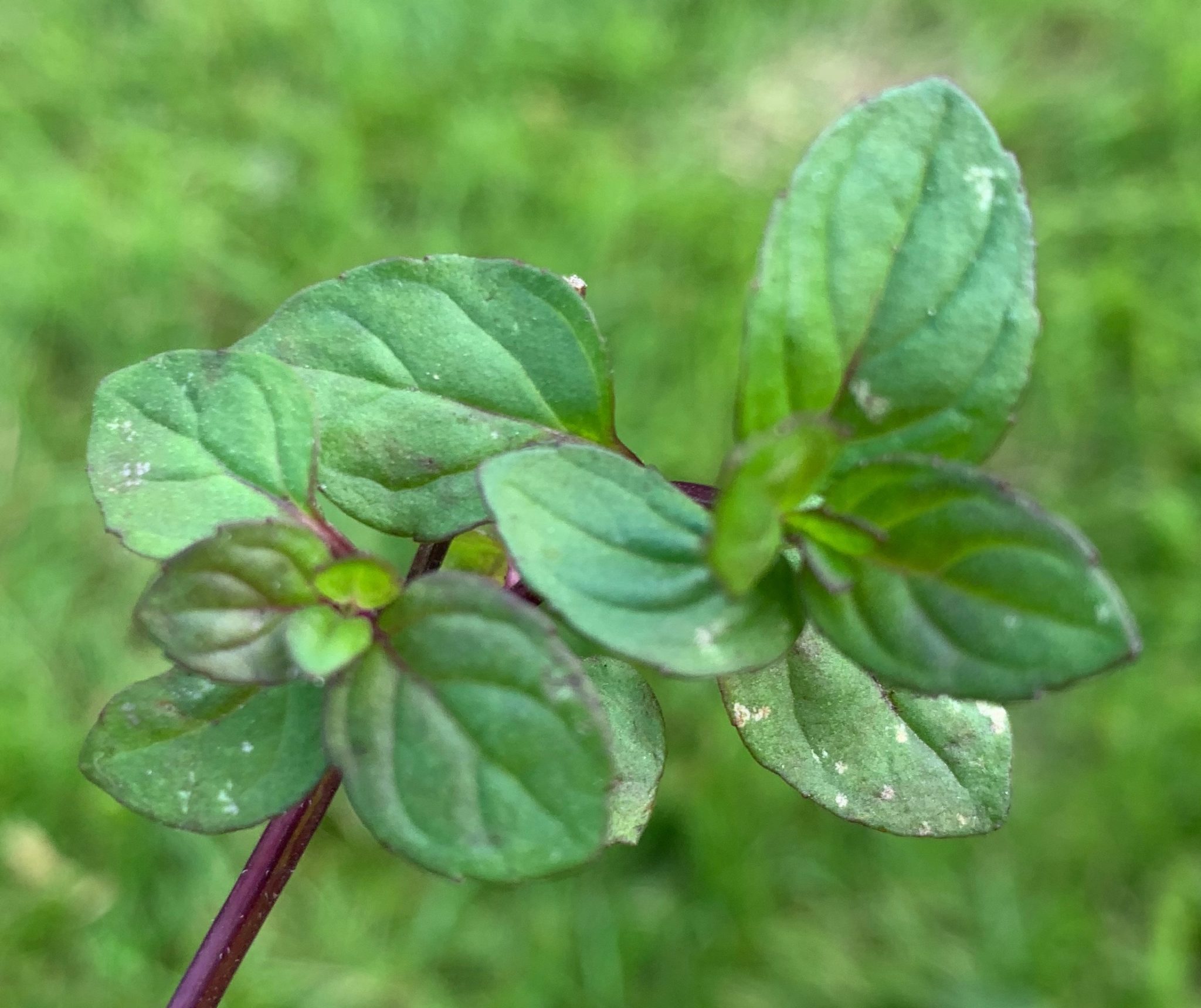 Orange Mint Mintopia