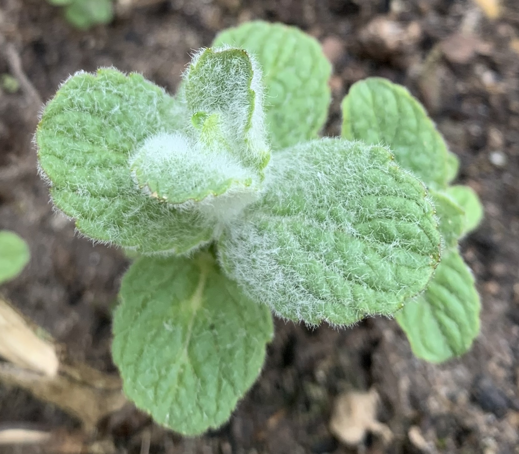 Silver Mint – Mintopia