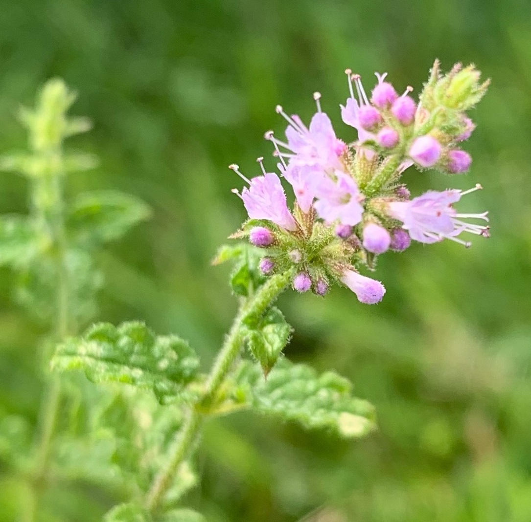 Strawberry Mint – Mintopia