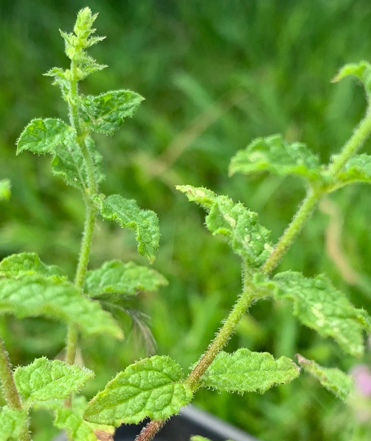 Strawberry Mint – Mintopia