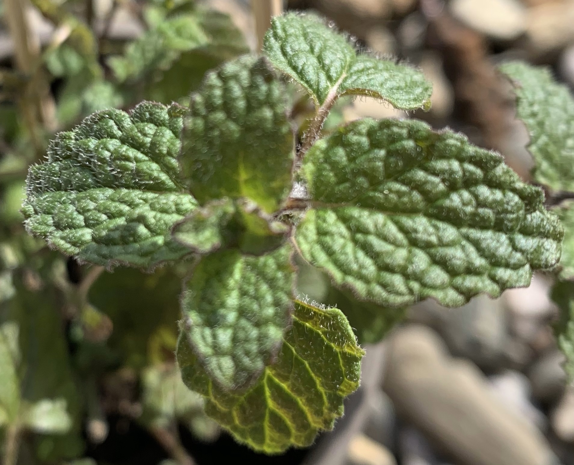 Strawberry Mint – Mintopia