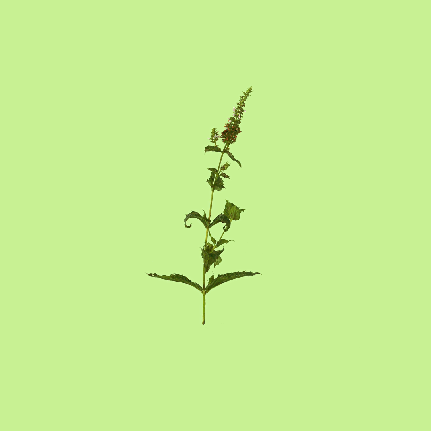 Bulgarische Minze – Mintopia