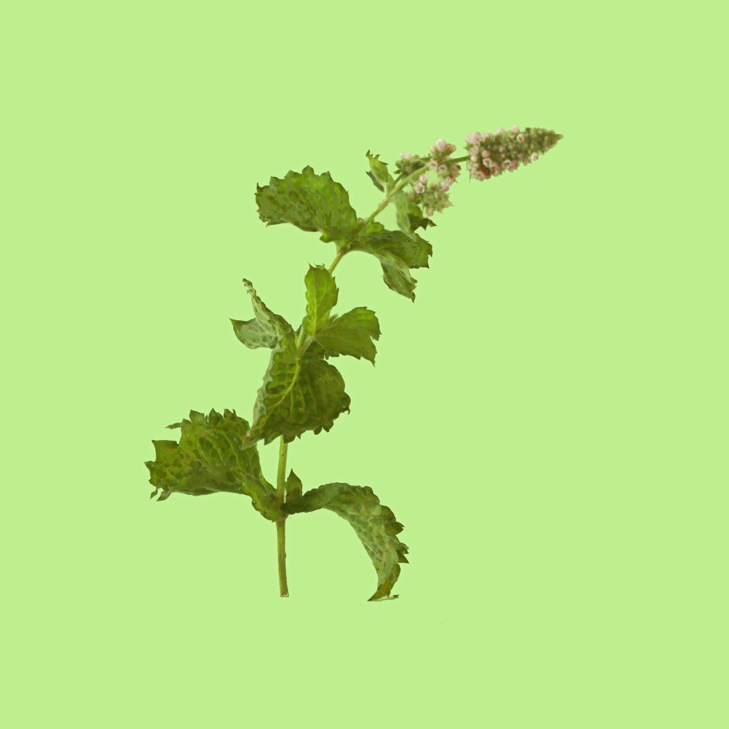 Mojito Mint – Mintopia