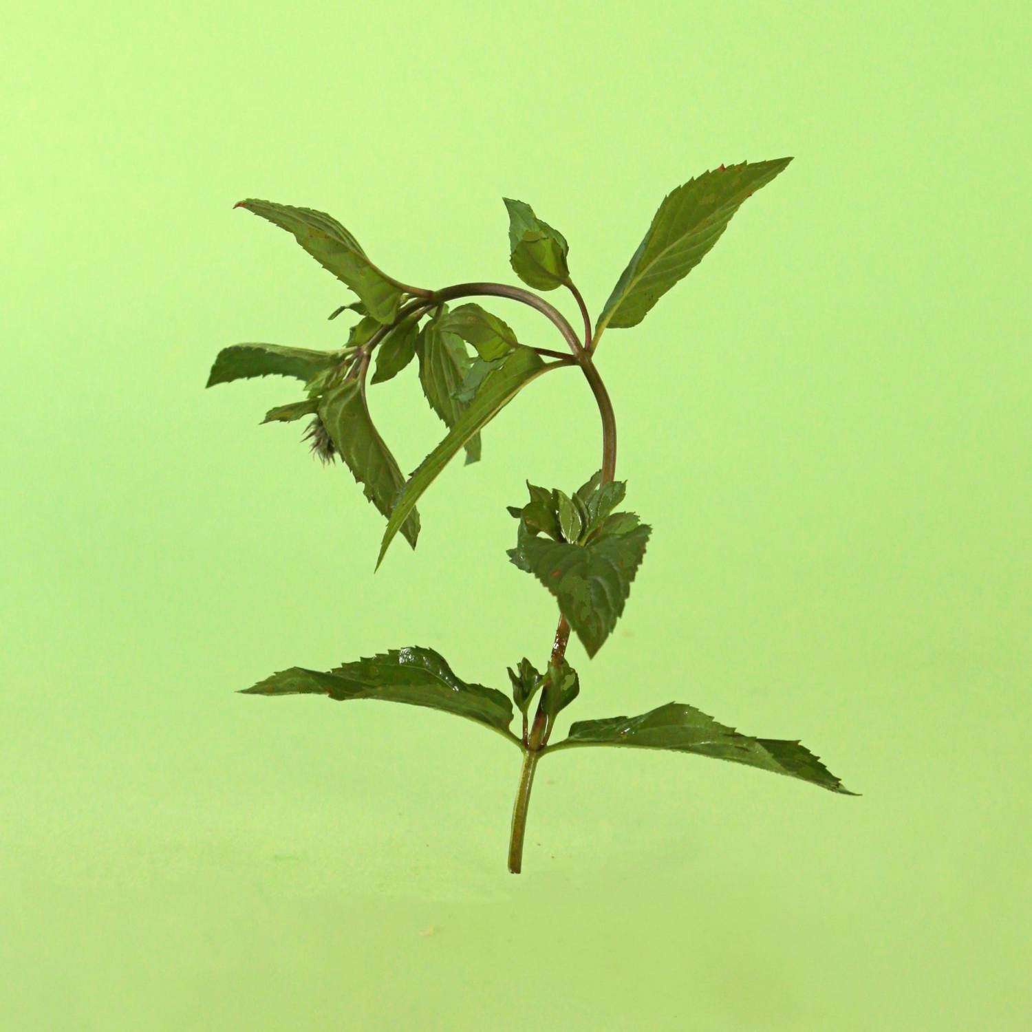 Tangerine Mint Mintopia